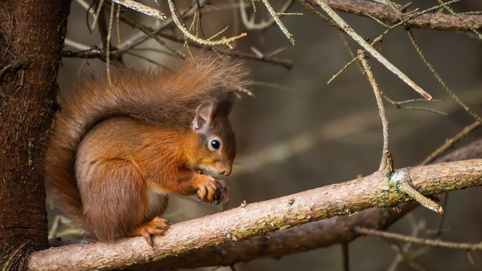 Go Wild Scotland | Crabtree & Crabtree