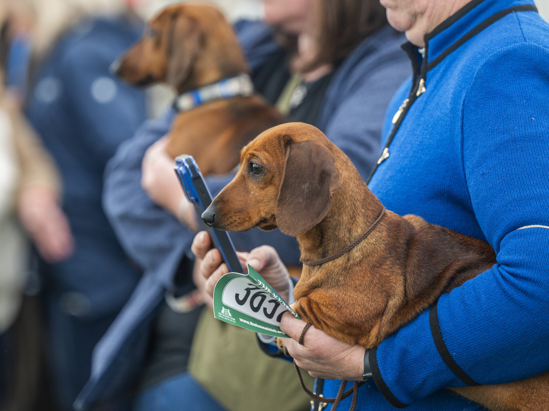 Border Union Championship Dog Show | Crabtree & Crabtree